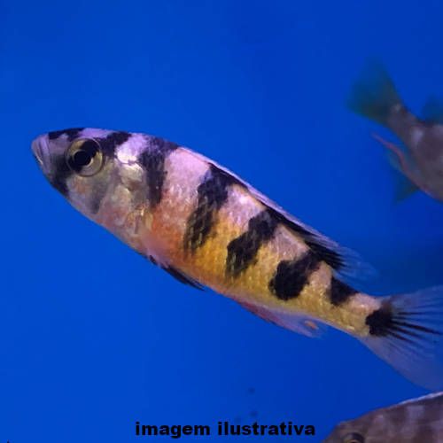Zebra Obliquidens Peq. - 3 a 5 cm (Haplochromis latifasciatus) - Pró ...