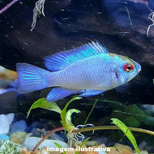 Ramirezi Electric Blue (Mikrogeophagus ramirezi) - Pró-Aquarista