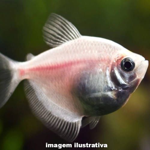 Tetra Rosa (Gymnocorymbus ternetzi) - Pró-Aquarista