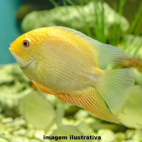 Acará Severo "Gold" Peq. - 3 a 7 cm (Heros severus) - Pró-Aquarista