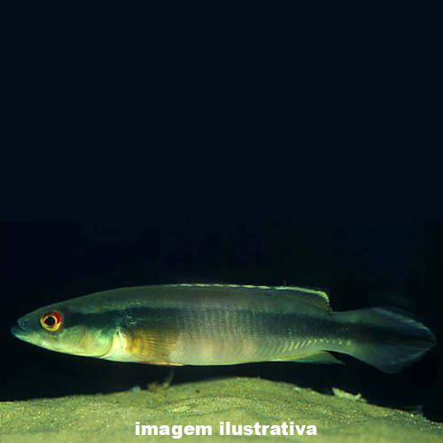 Jacundá Red (Crenicichla johana) - Pró-Aquarista