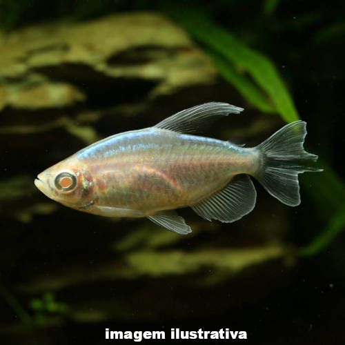 Tetra do Congo Albino - 3 a 6 cm (Phenacogrammus interruptus) - Pró ...