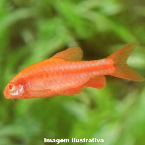 Barbo Titéia Albino (Puntius titteya) - Pró-Aquarista