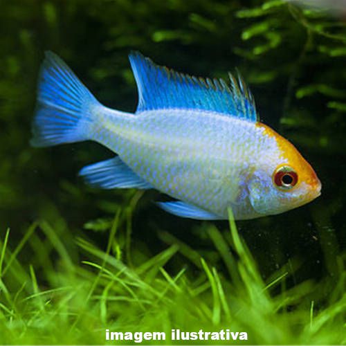Ramirezi Electric Blue Koi (Mikrogeophagus ramirezi) - Pró-Aquarista