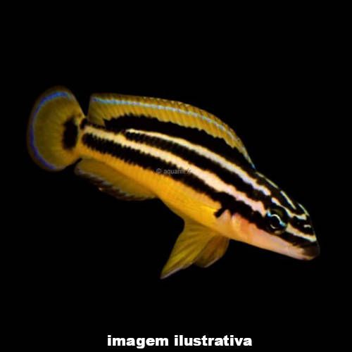 Julidocromis Ornatus (Julidochromis ornatus) - Pró-Aquarista