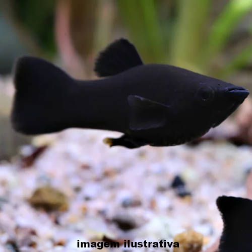 Molinésia Preta (Poecilia sphenops) - Pró-Aquarista