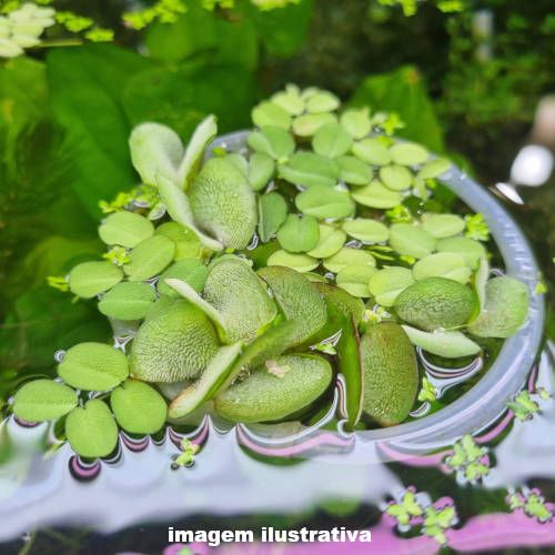 Salvinia biloba (Salvinia Gigante) - Pró-Aquarista