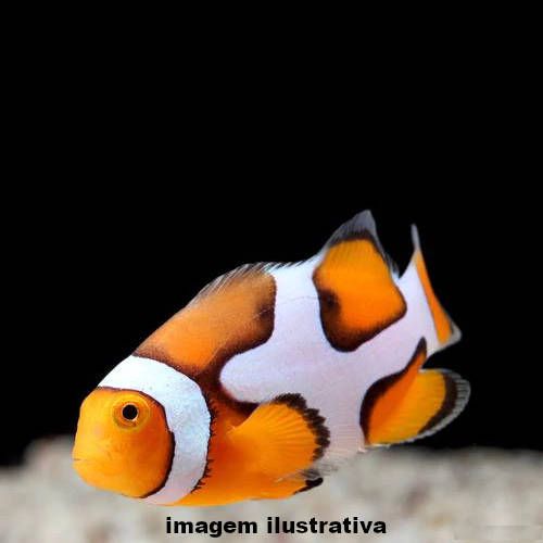 Palhaço Picasso Extreme (Amphiprion percula) - Pró-Aquarista