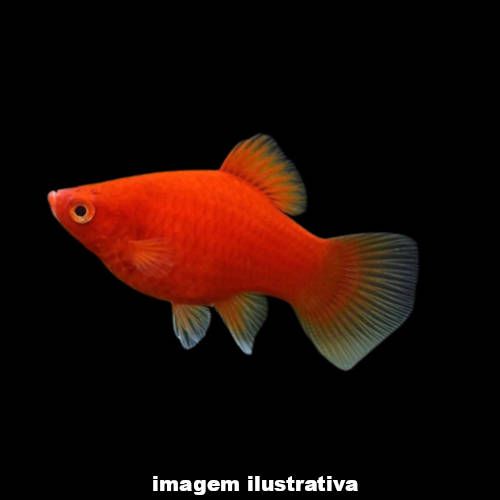 Plati Rubi (Xiphophorus maculatus) - Pró-Aquarista