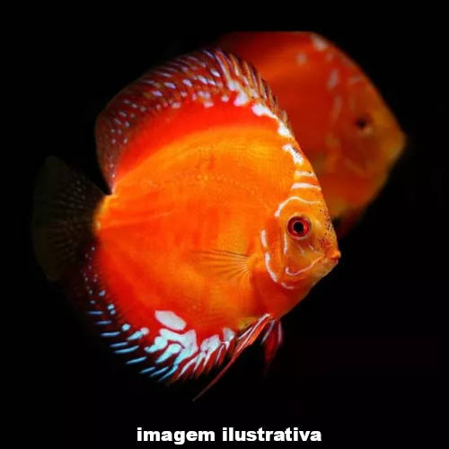 Acará Disco Red Marlboro Méd. - 5 a 10cm (Symphysodon aequifasciatus ...
