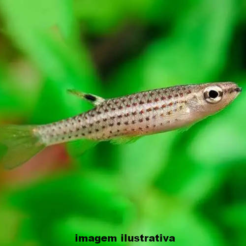 Copeina Xadrez (Copella nattereri) - Pró-Aquarista