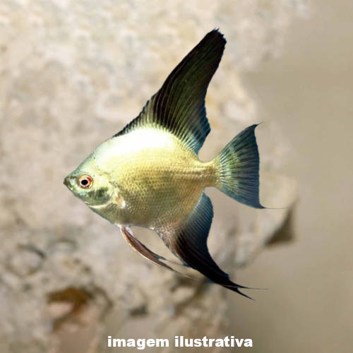 Acará Bandeira Bulgarian Green Peq. - 2 a 4 cm (Pterophyllum scalare ...