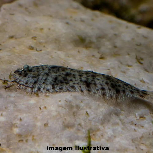 Linguado de Água Doce (Achirus lineatus) - Pró-Aquarista