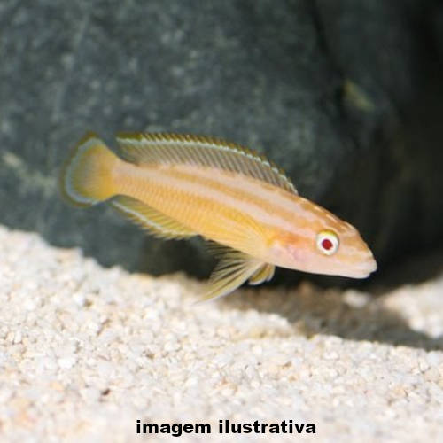 Julidocromis Ornatus Albino (Julidochromis ornatus) - Pró-Aquarista