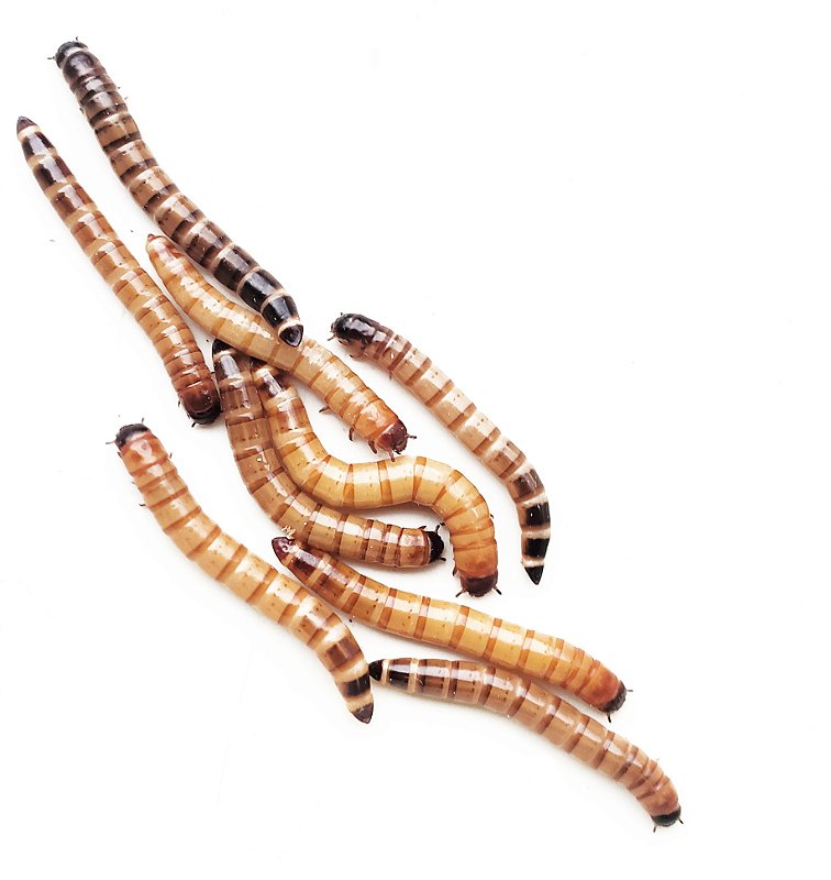 200 unidades de Larvas de Tenebrio Gigante - Cutie Honey