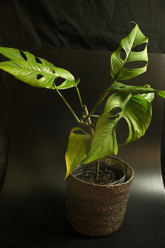 monstera praetermissa - Tropicalia Garden - Urban Jungle e Plantas exóticas