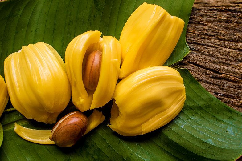 Muda da Deliciosa Jaca com 80 cm + Brinde Semente Orgânica - Semente ...