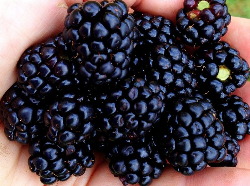 Amora Preta Arbusto sem Espinho - Blackberry Muda com 40 cm - Semente ...