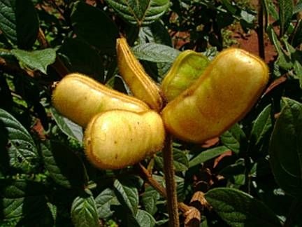 Muda de Ingá Anão Com 80 CM Já Produz - INGA VULPINA - Semente Orgânica ...