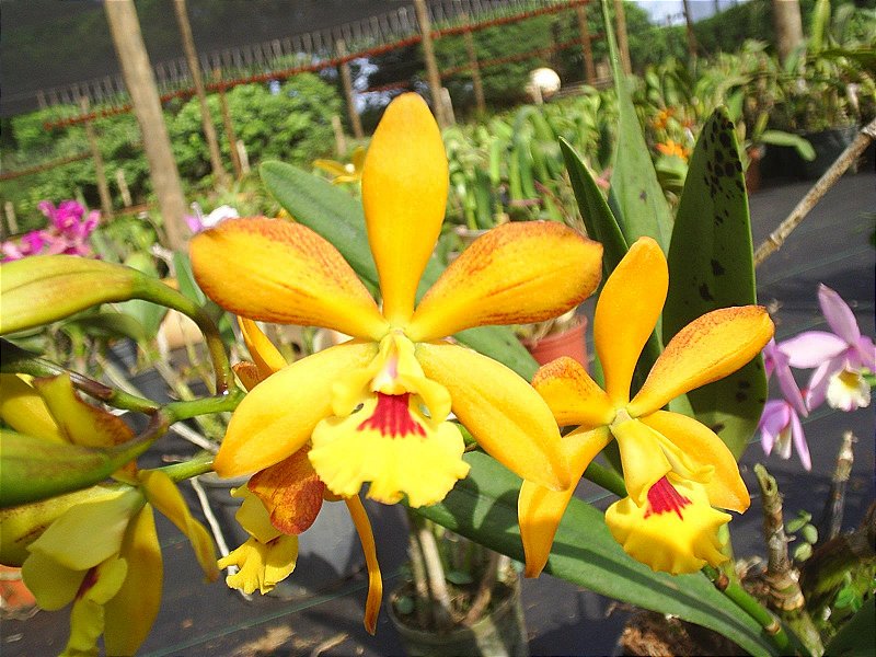 Yamadara Queen Adelia - Pré Adulta - Orquidário Suzuki