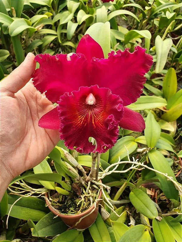 Blc. Chia Lin 'New City' - Adulta - Orquidário Suzuki