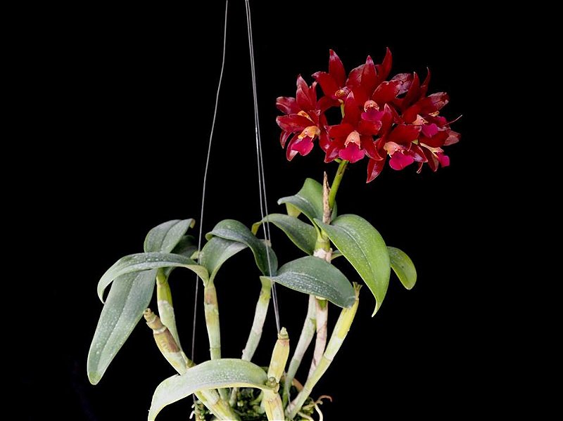 Cattleya Chocolate Drop - Adulta - Orquidário Suzuki