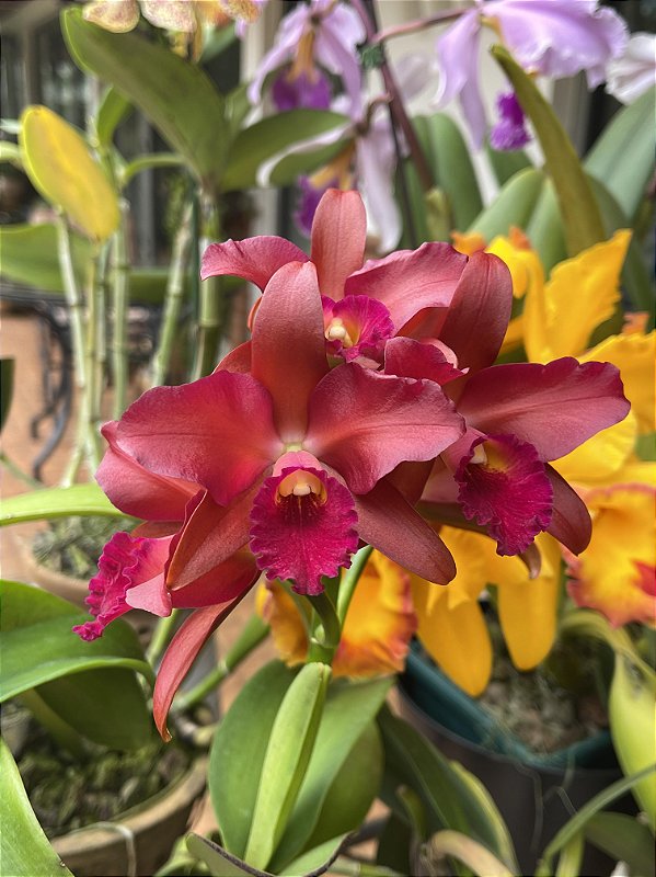Blc. Suzuki's Red Star - Adulta - Orquidário Suzuki