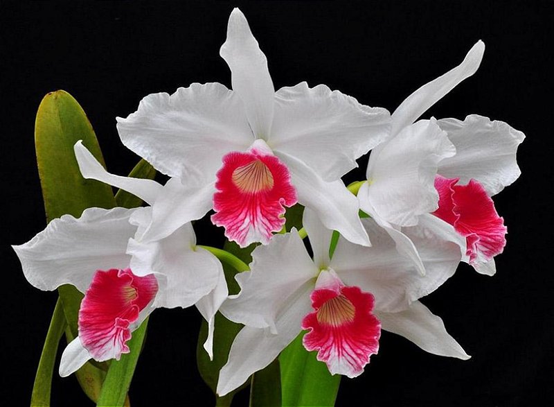 Laelia Purpurata Carnea - Adulta - Orquidário Suzuki