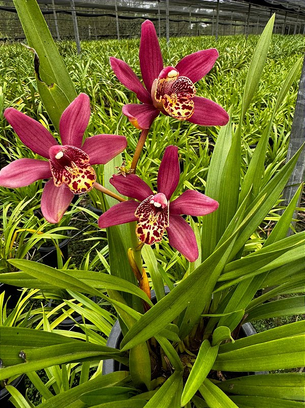 Cymbidium Strathdon 'Chailey's Red' - Adulta - Orquidário Suzuki