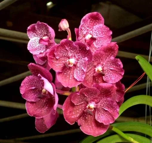 Vanda Kultana 'Red' - Adulta (Confirmada) - Orquidário Suzuki