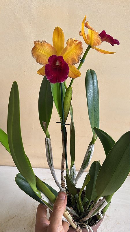 Blc. Samba Red Flare 4 - 2 Flores + Frente com Espata - Orquidário Suzuki