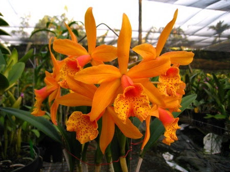 Blc. (Rodrigo Suzuki x Golden Tang) 2 - Botao - Orquidário Suzuki