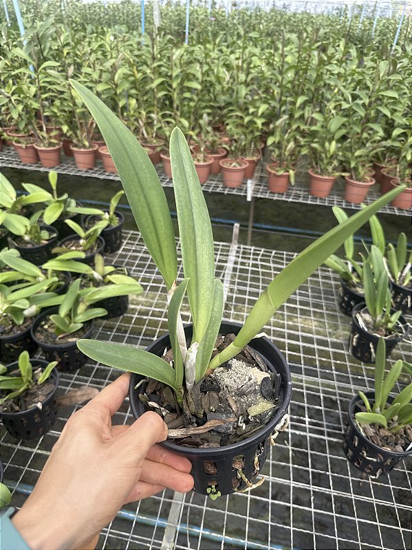 Lc. Golden Tang H&R - Adulta (Limitada) - Orquidário Suzuki