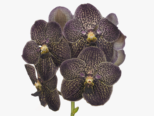 Vanda Chocolate Brown 15 - Vaso Cheio.. - Orquidário Suzuki