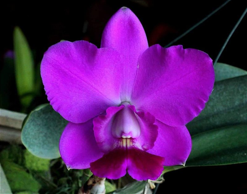 Lc. Aloha Case 'Ching Hua' 11 - Botao - Orquidário Suzuki