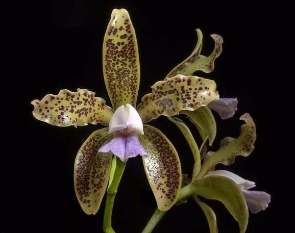 Cattleya Guttata Coerulea 4 - Botoes - Orquidário Suzuki