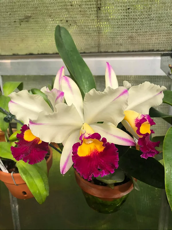 Blc. Ann Cleo Laina - Vaso Cheio + 2 Brotacoes - Orquidário Suzuki