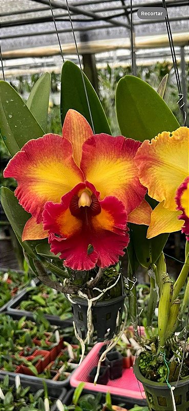 Blc. Chomthong Fancy 3 - 2 Espatas - Orquidário Suzuki