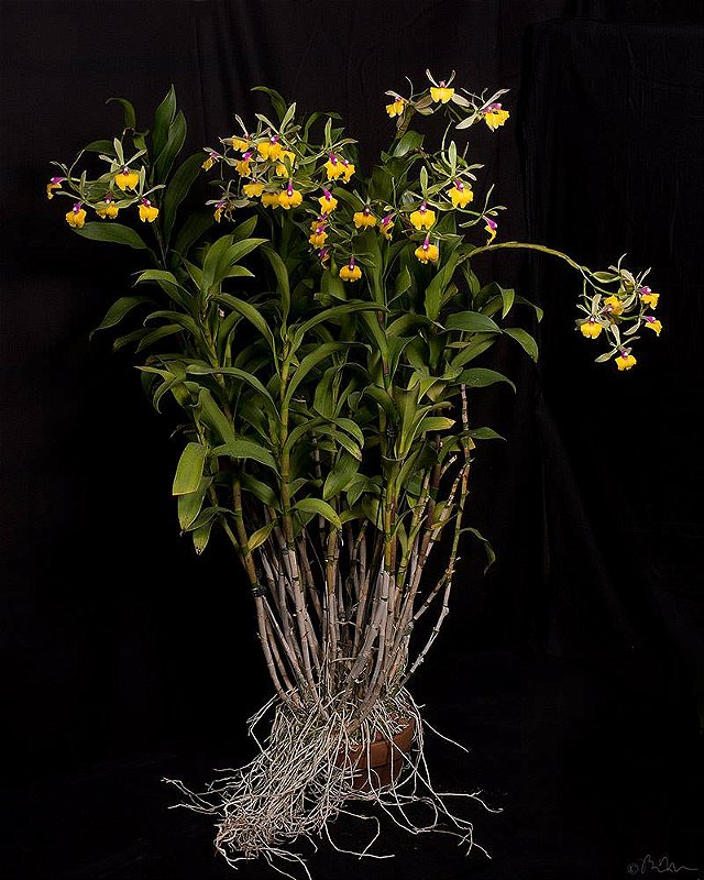 Epc. Rene Marques 'Tyler' AM/AOS - *2 UNIDADES - ATACADO* - Orquidário ...