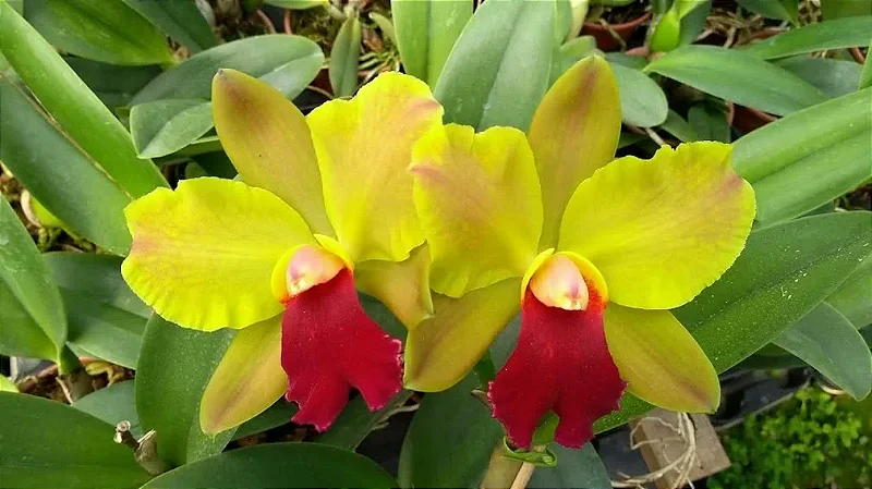 Blc. Red Gold 2 - 2 Espatas Florais - Orquidário Suzuki