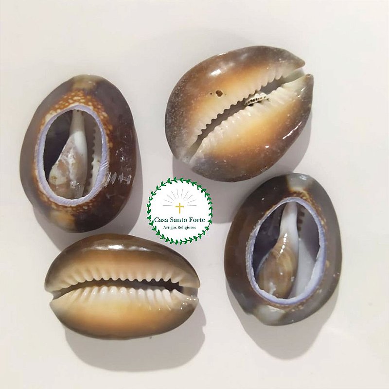 Buzio Aberto E Fechado - RETOEDU