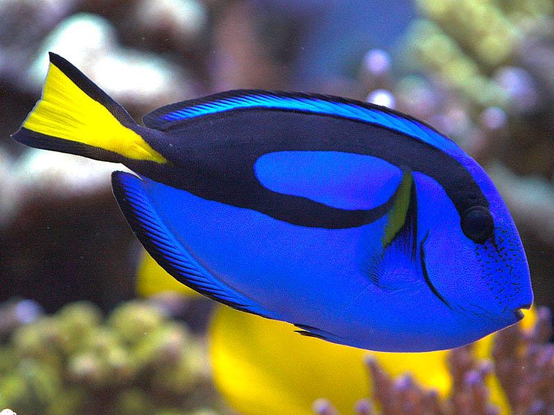 Paracanthurus Hepatus (Dory) 2,5-4cm - Franco Aquarismo | A Nº1 quando ...