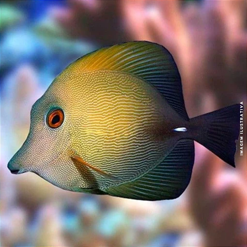 Tang Scopas (Zebrasoma scopas) 4-6cm - Franco Aquarismo | A Nº1 quando ...