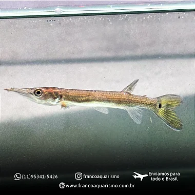 Rocket Gar Hujeta 8-12cm - Franco Aquarismo | A Nº1 quando se trata de ...