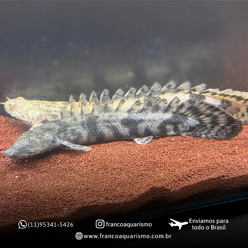Polypterus Endlicheri 20-25cm (Detalhe nos Olhos) - Franco Aquarismo ...