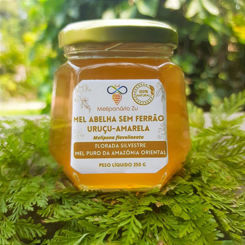 Mel de Abelha Sem Ferrão Uruçu Amarela (Melipona flavolineata) - 200g ...