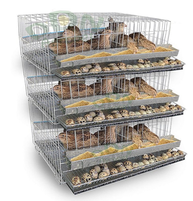Gaiola Codorna Poedeira Japonesa Bateria 60 Aves - Kit 3 Und - DDN AGROPETS