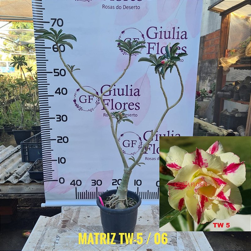 Planta Matriz Enxertada TW-5 - Giulia Flores — Rosas do Deserto ...