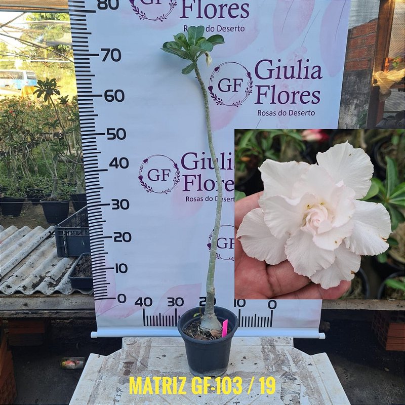 Planta Matriz Enxertada GF-103 Branca Tripla - Giulia Flores — Rosas do ...