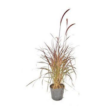 Capim do Texas - Roxo - Planta Delivery